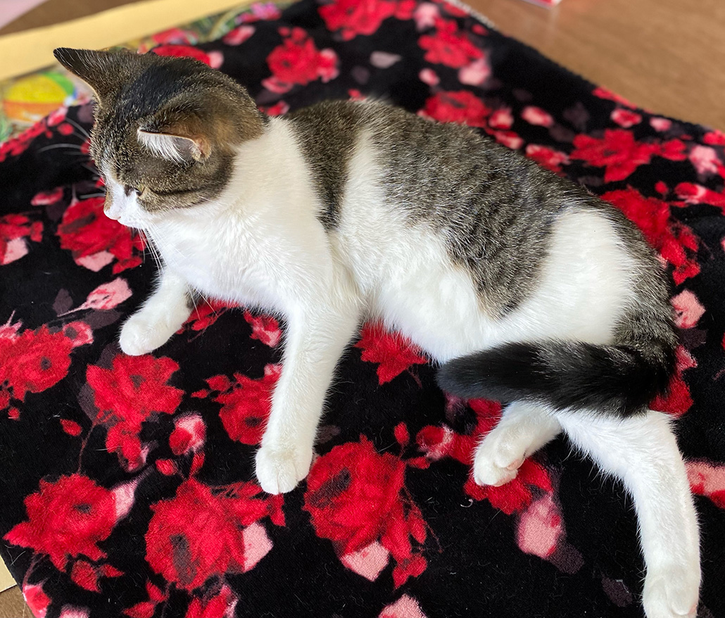 About this Cat: April Rose — ADOPTED – The Feline Connection