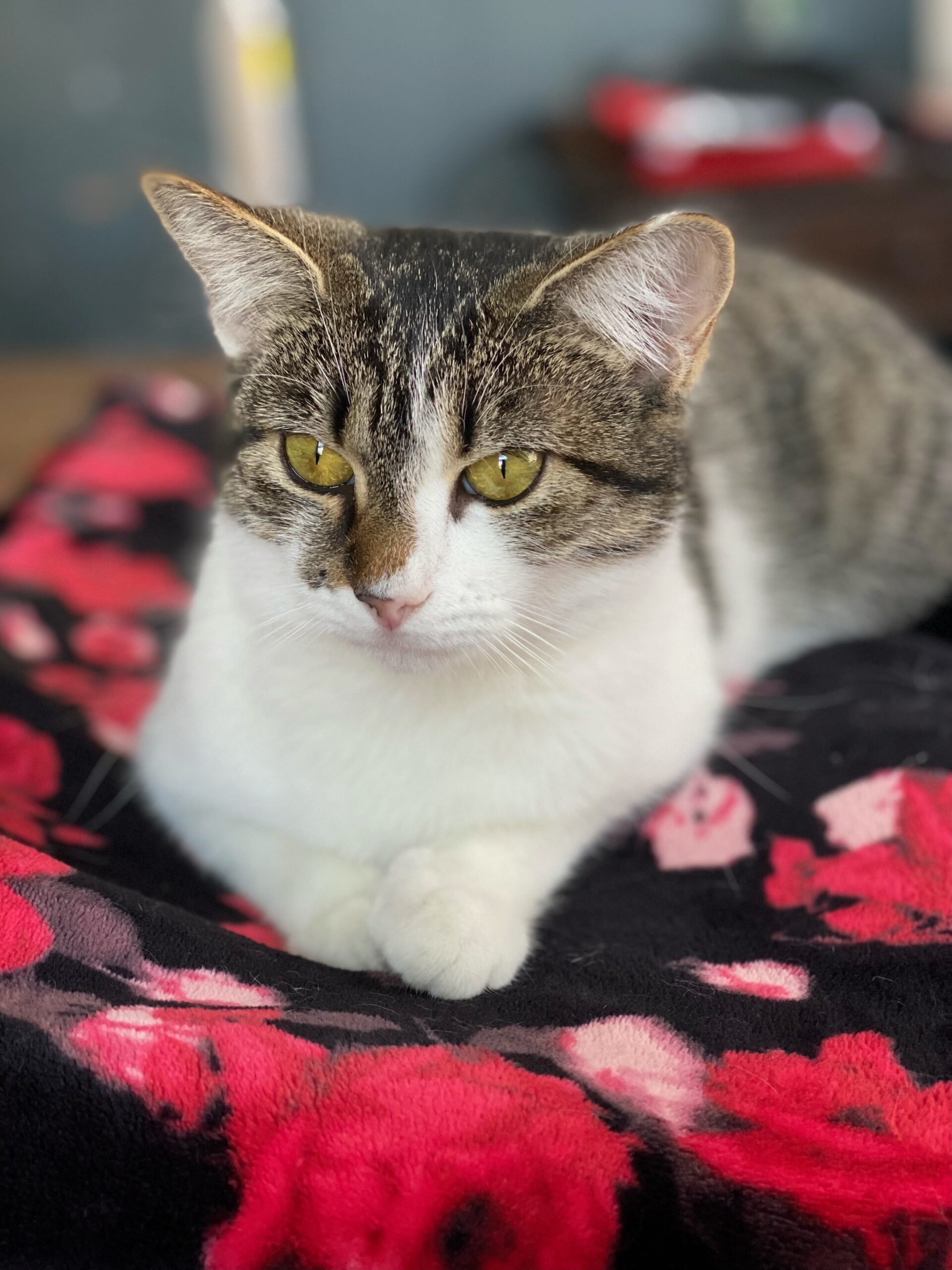About this Cat: April Rose — ADOPTED – The Feline Connection