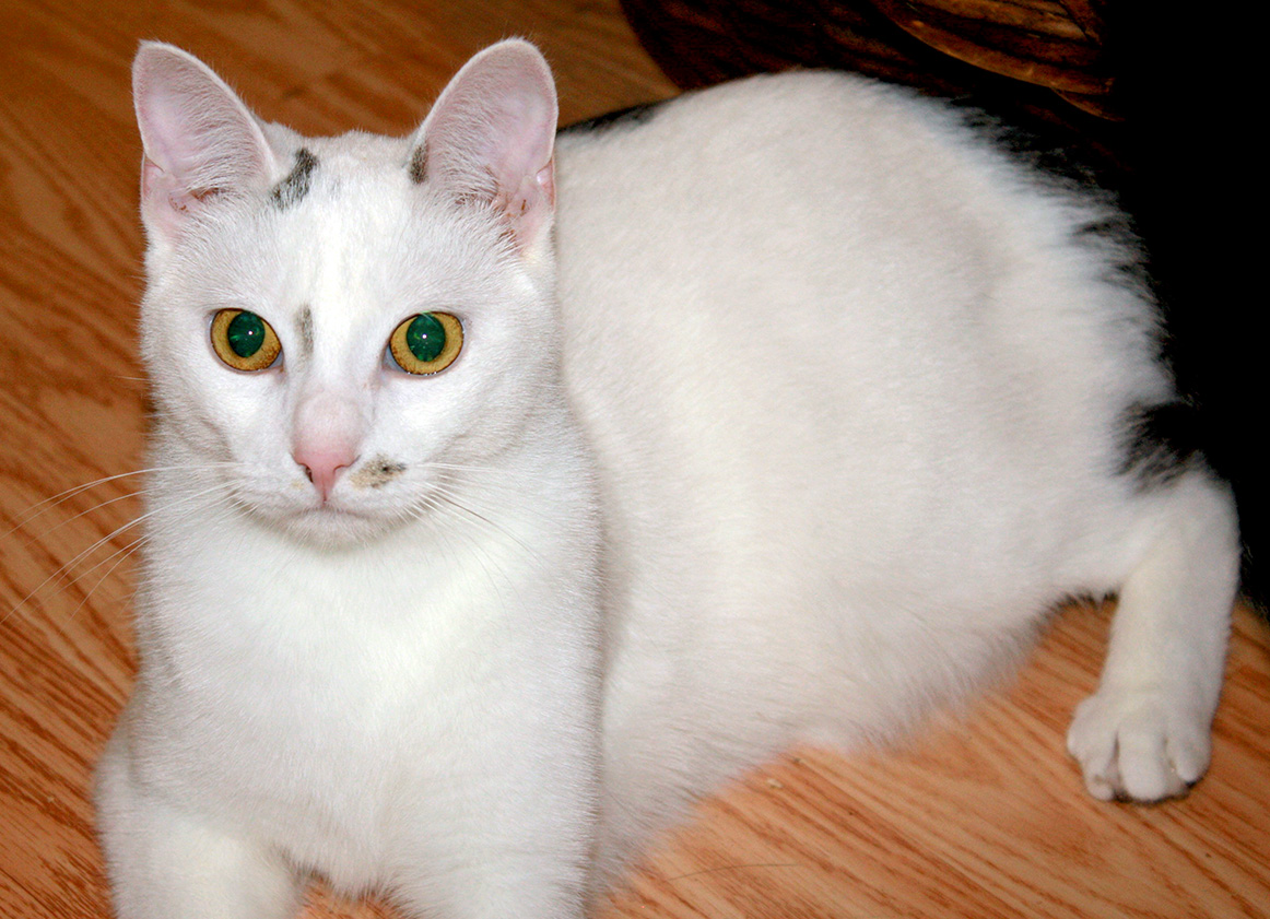 About this Cat: Cauliflower – a Mushroom cat – The Feline Connection
