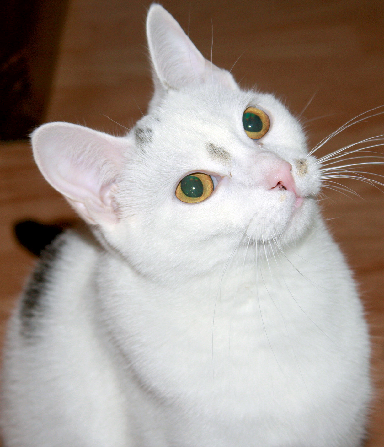 About this Cat: Cauliflower – a Mushroom cat – The Feline Connection