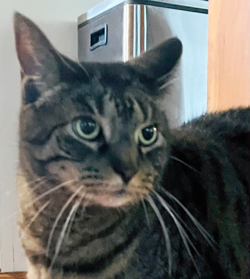 About this Cat: Holly Rupert – a Courtesy listing – The Feline Connection