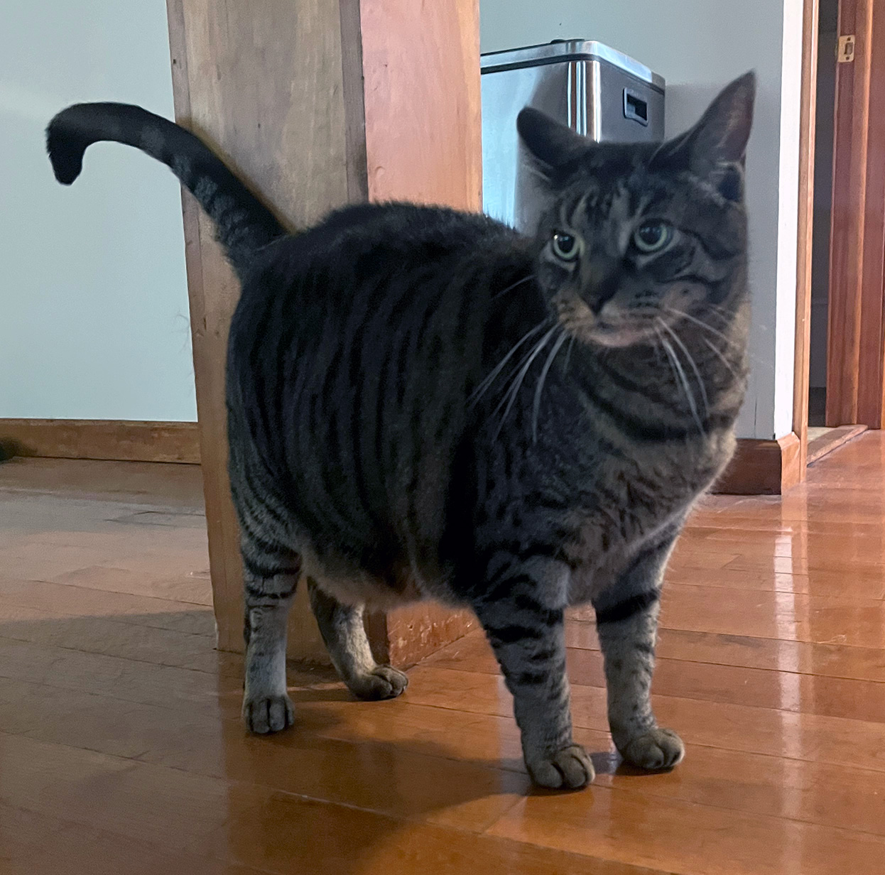 About this Cat: Holly Rupert – a Courtesy listing – The Feline Connection