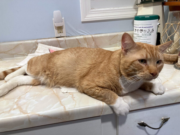 About this Cat: Ridge – a Weather cat — ADOPTED – The Feline Connection