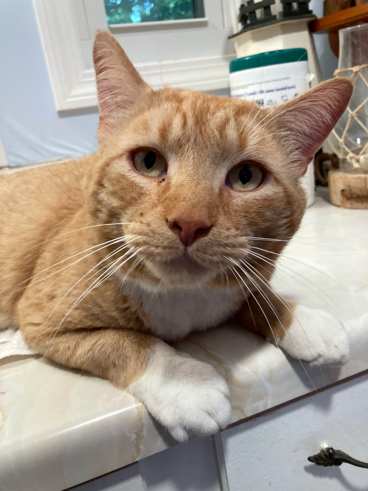 About this Cat: Ridge – a Weather cat — ADOPTED – The Feline Connection