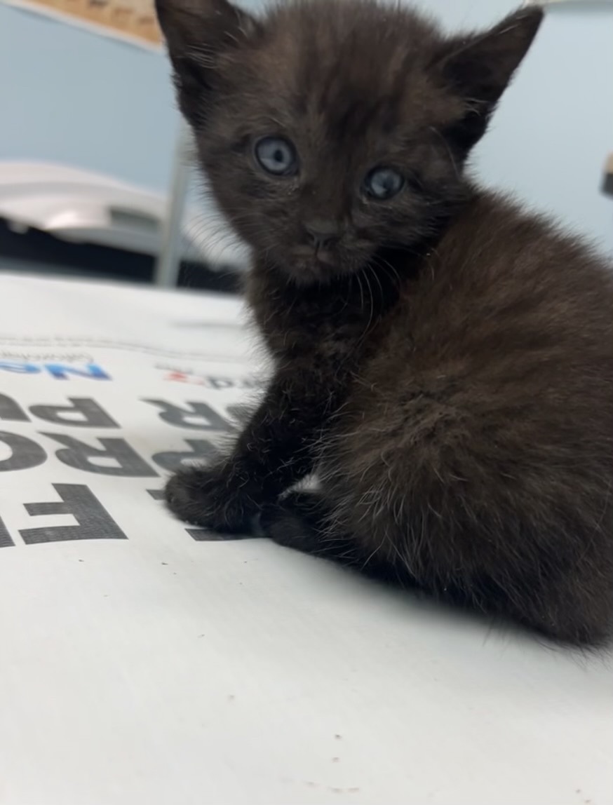 Understanding Cerebellar Hypoplasia in Cats: A Guide to a Unique ...