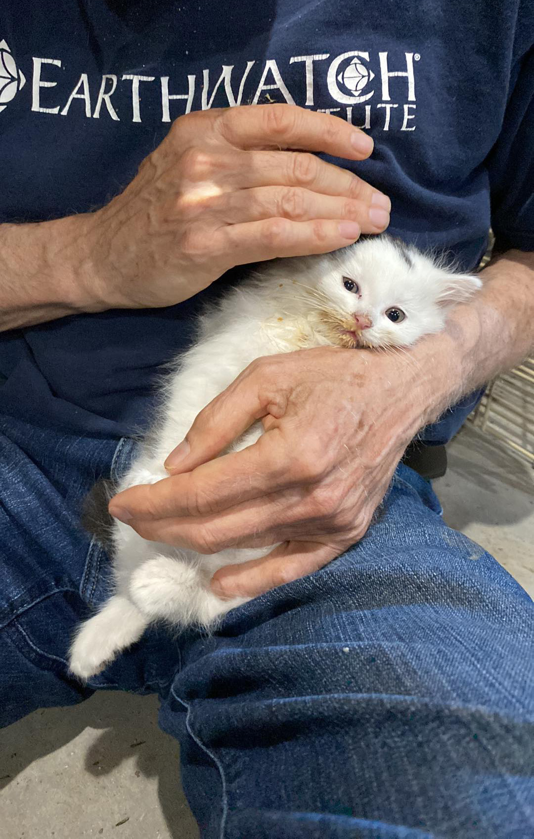About this Cat: Zoe – A Muppet cat — ADOPTED – The Feline Connection