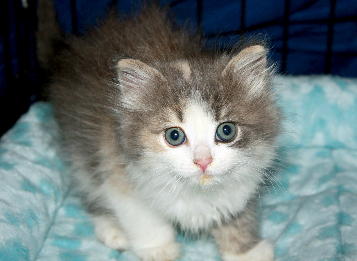 About this Cat: Abby Cadabby – a Muppets cat — ADOPTED – The Feline ...