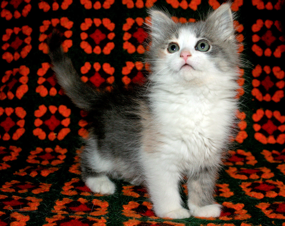 About this Cat: Abby Cadabby – a Muppets cat — ADOPTED – The Feline ...