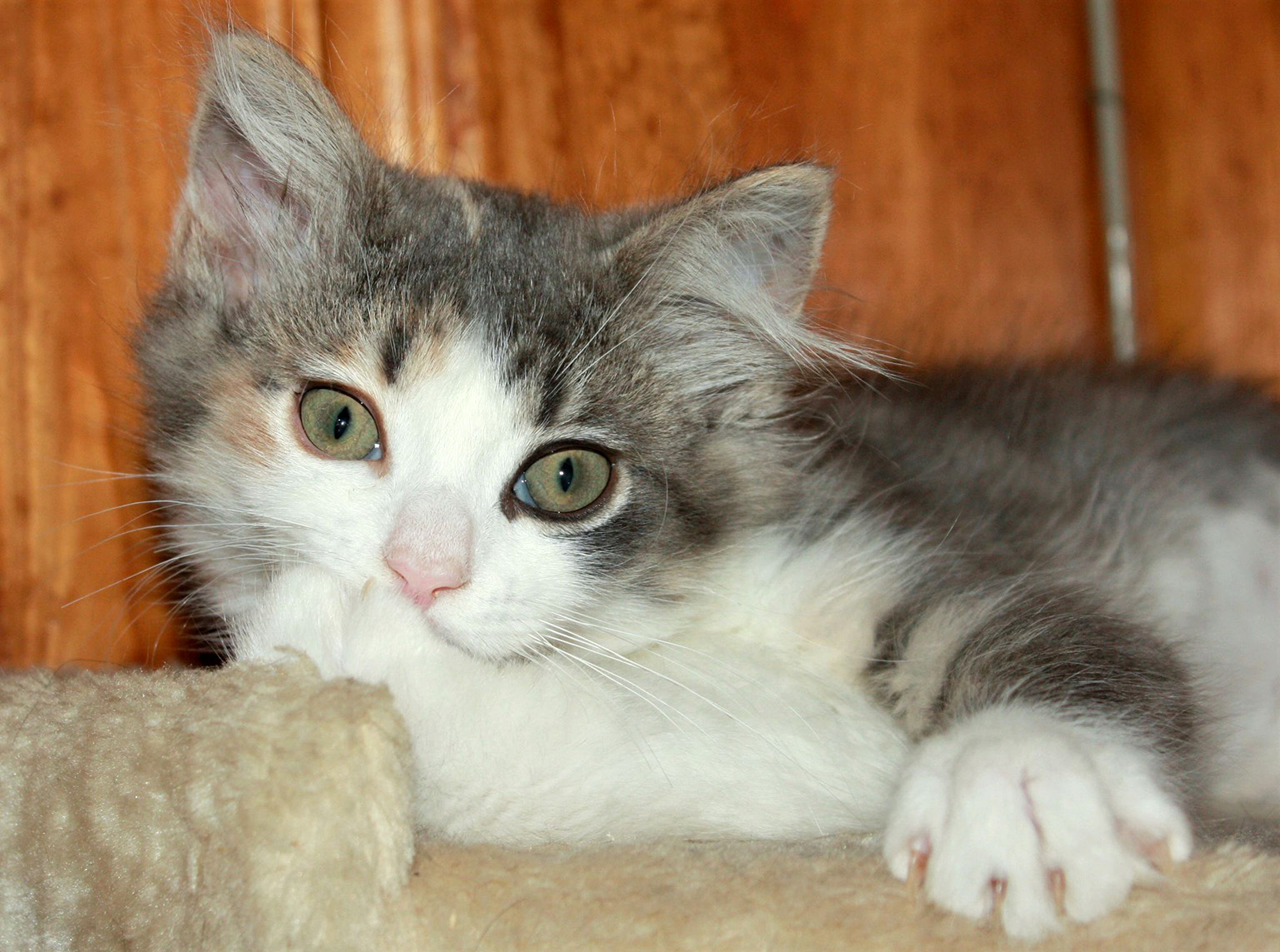 About this Cat: Abby Cadabby – a Muppets cat — ADOPTED – The Feline ...