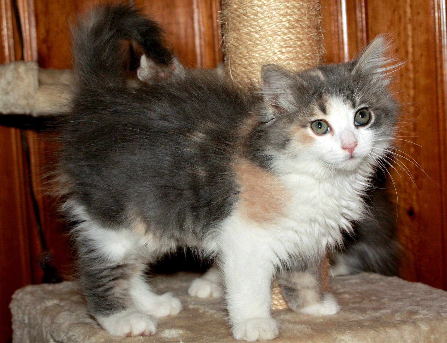 About this Cat: Abby Cadabby – a Muppets cat — ADOPTED – The Feline ...