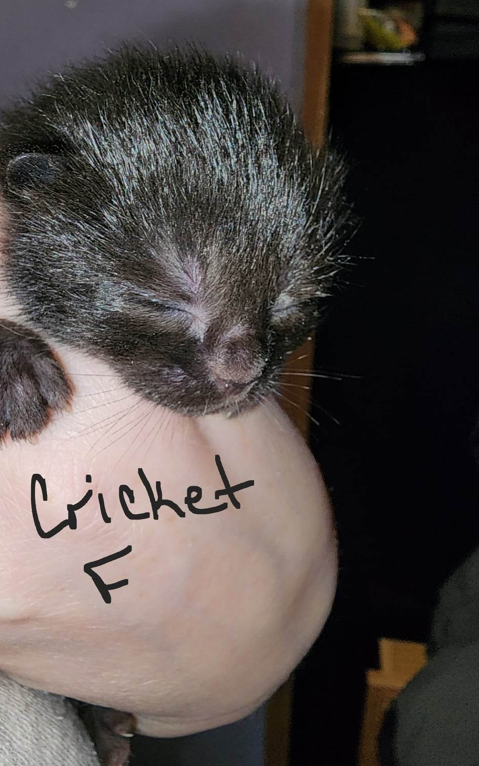 About these Cats: Cricket and Hawk – VT Wildlife Group – ADOPTED – The ...