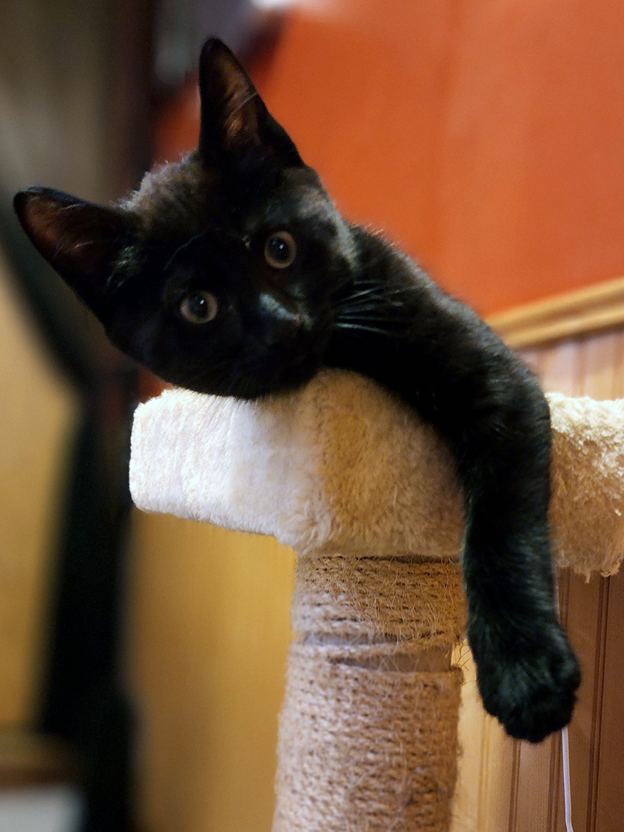About these Cats: Cricket and Hawk – VT Wildlife Group – ADOPTED – The ...