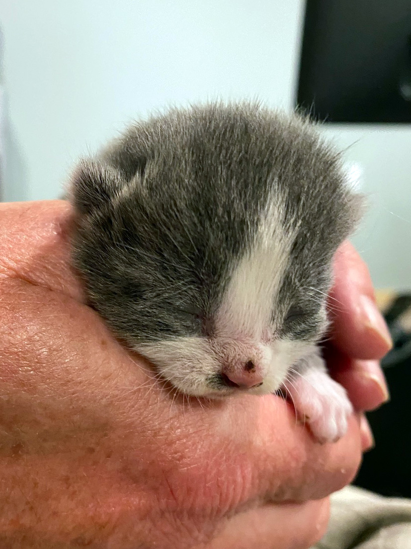 About this Cat: Groucho – ADOPTED – The Feline Connection