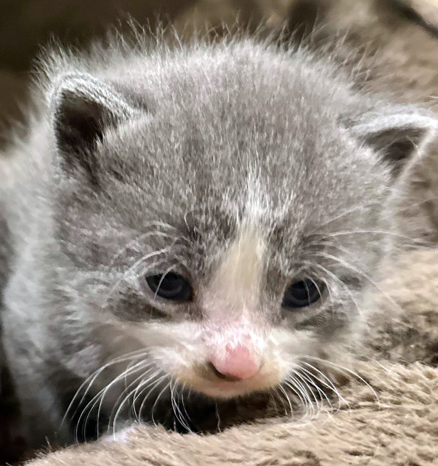 About this Cat: Groucho – ADOPTED – The Feline Connection