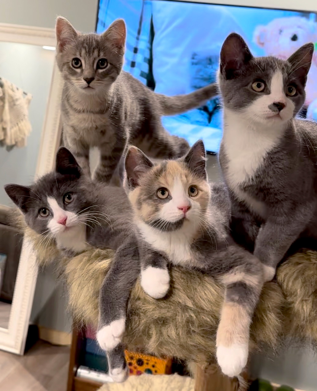 About this Cat: Groucho – ADOPTED – The Feline Connection