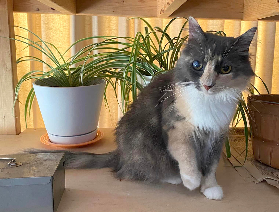 About this Cat: Harriet “Ma” Runner – a Looney Tunes cat – AFOPTED ...