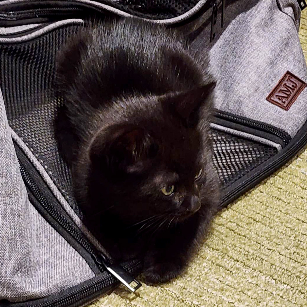 About these Cats: Cricket and Hawk – VT Wildlife Group – ADOPTED – The ...