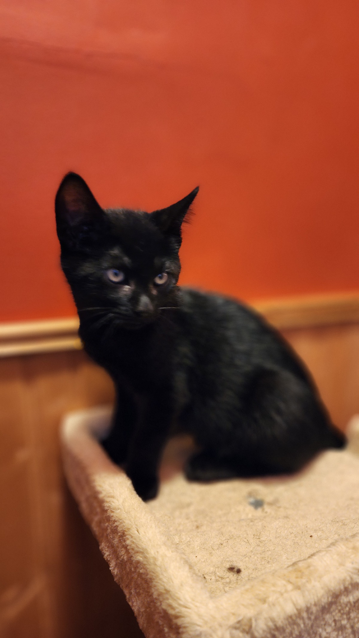 About these Cats: Cricket and Hawk – VT Wildlife Group – ADOPTED – The ...