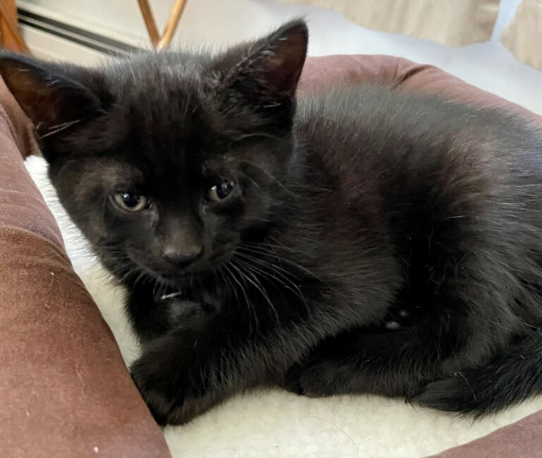 About this Cat: Mink – a VT Wildlife cat — ADOPTED – The Feline Connection