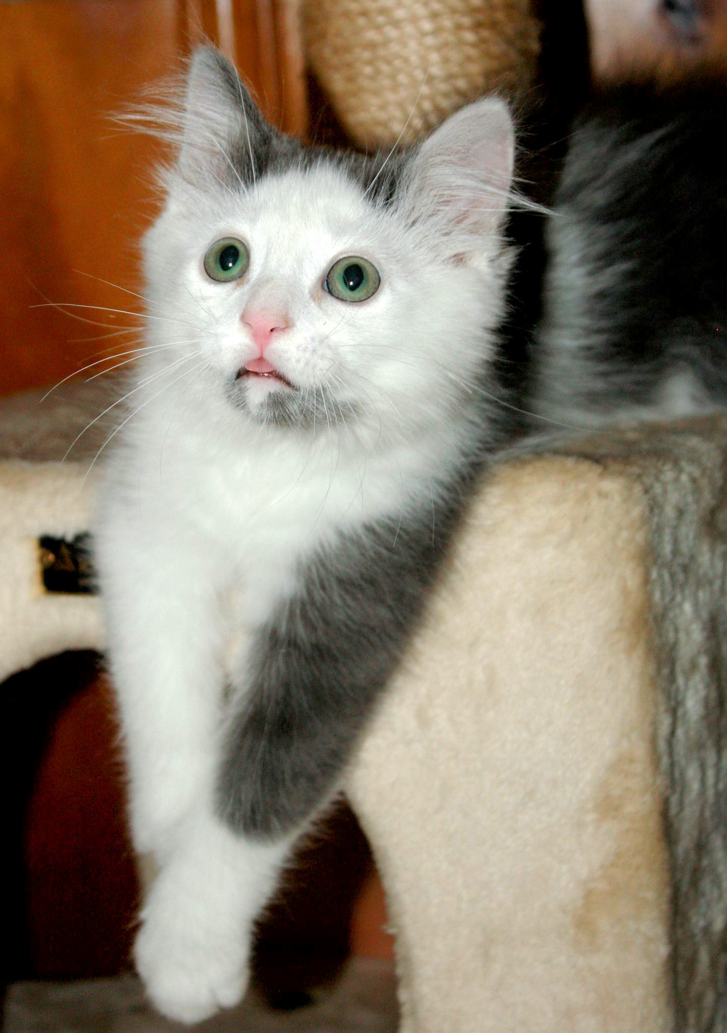 About this Cat: Mr. Poodlepants – a Muppets cat – ADOPTED – The Feline ...