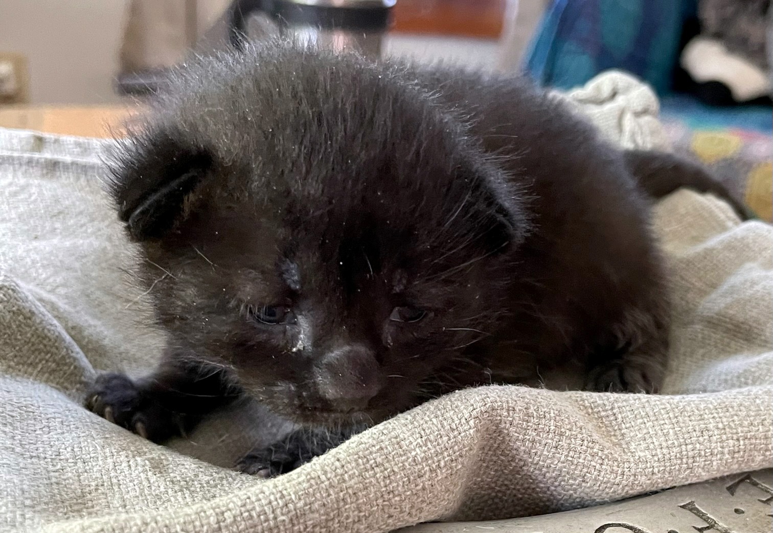 About this Cat: Raven – a VT Wildlife cat – ADOPTED – The Feline Connection