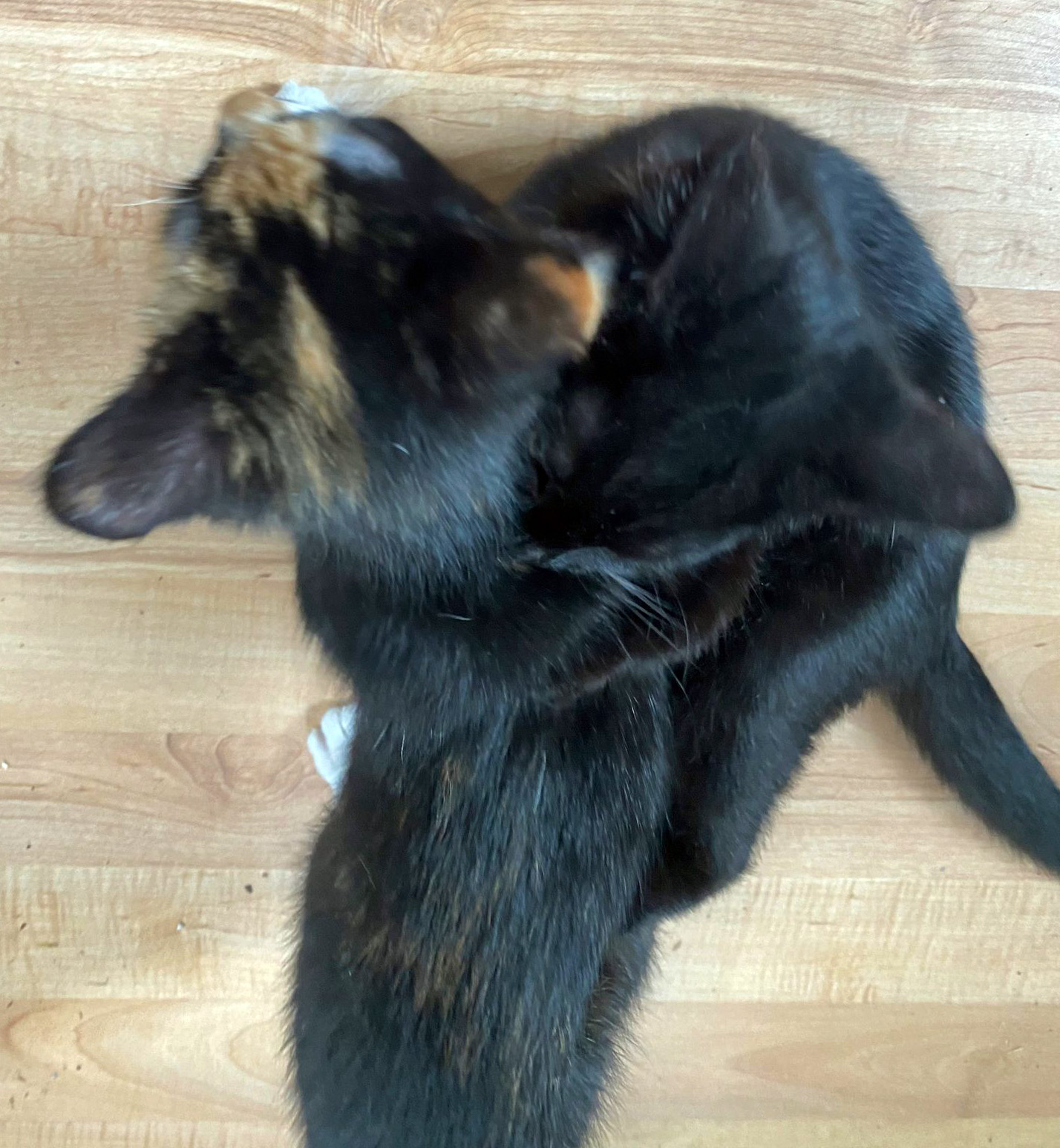 About this Cat: Sprinkle – a Weather cat – The Feline Connection