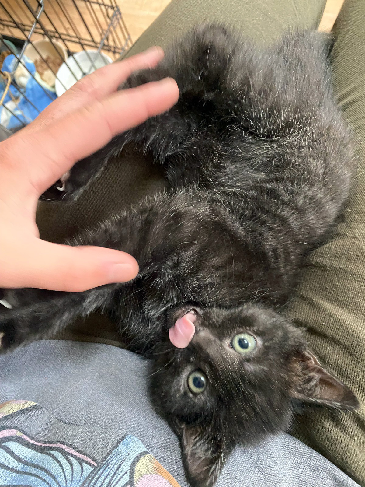 About this Cat: Sprinkle – a Weather cat – The Feline Connection