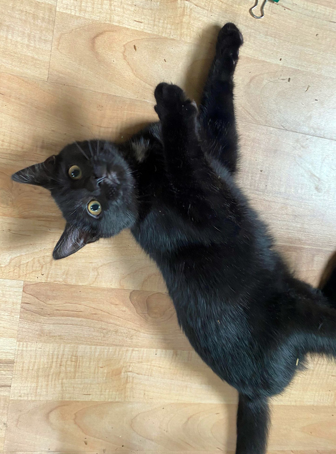 About this Cat: Sprinkle – a Weather cat – The Feline Connection