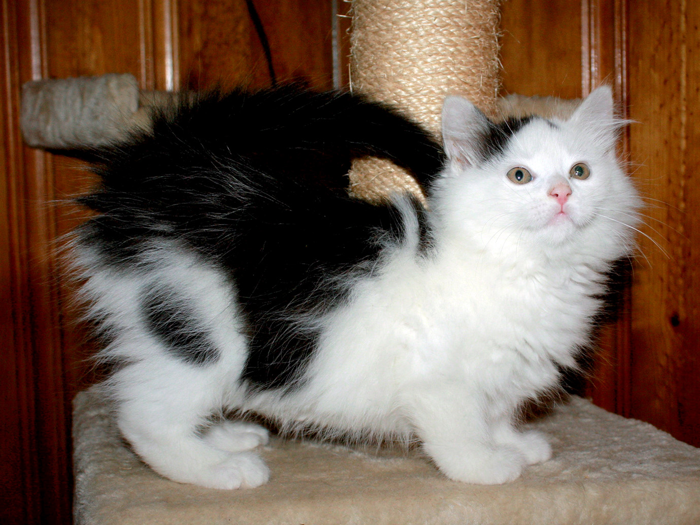 About this Cat: Zoe – A Muppet cat — ADOPTED – The Feline Connection