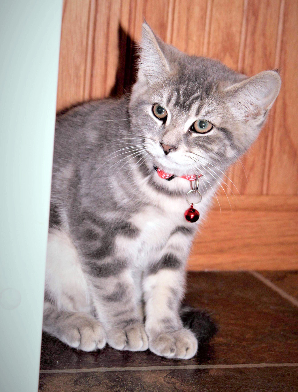 About this Cat: Alvin — ADOPTED – The Feline Connection