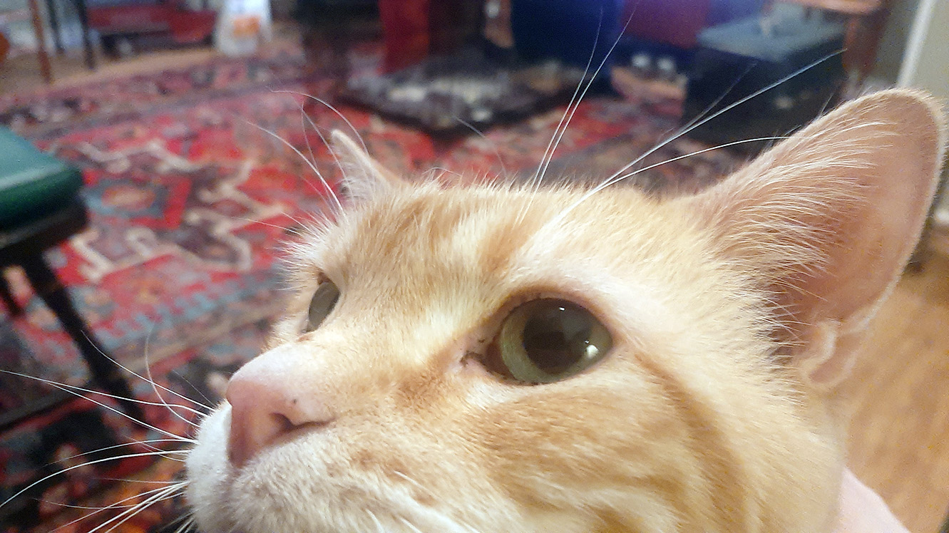 About this Cat: Precious — ADOPTED – The Feline Connection