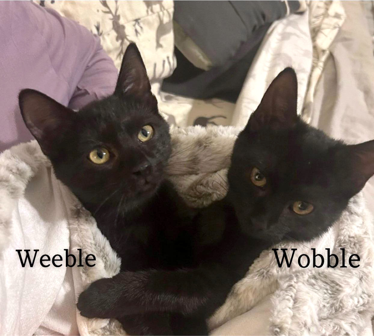 About these Cats: Weeble and Wobble — ADOPTED – The Feline Connection