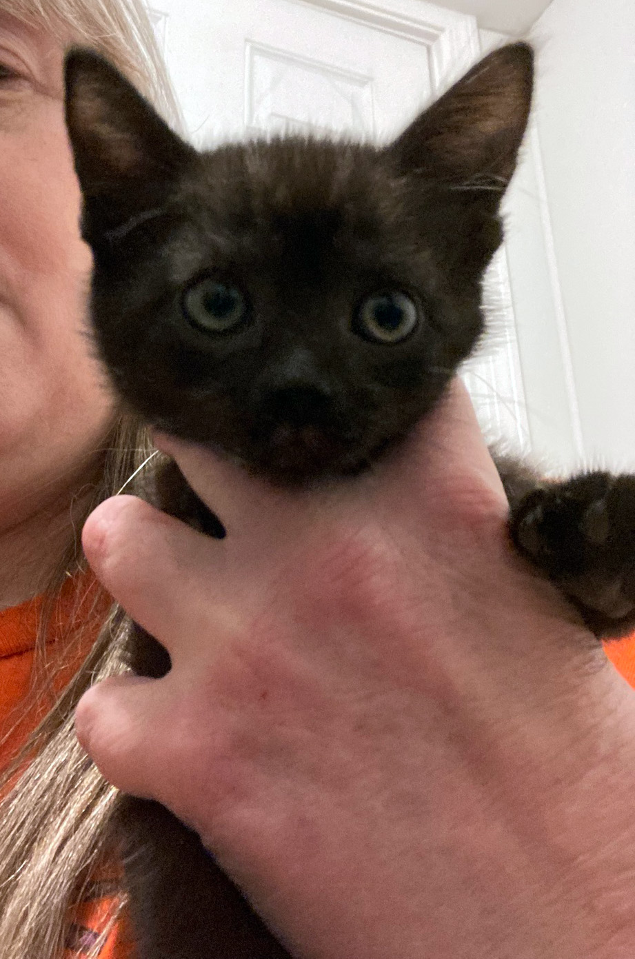 About these Cats: Weeble and Wobble — ADOPTED – The Feline Connection