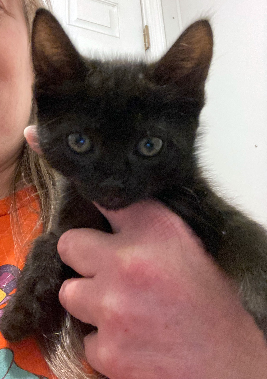 About these Cats: Weeble and Wobble — ADOPTED – The Feline Connection