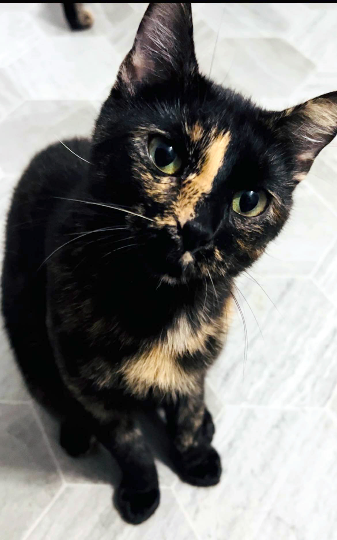 About this Cat: Fuji – part of the Camera Cats group — ADOPTED – The ...