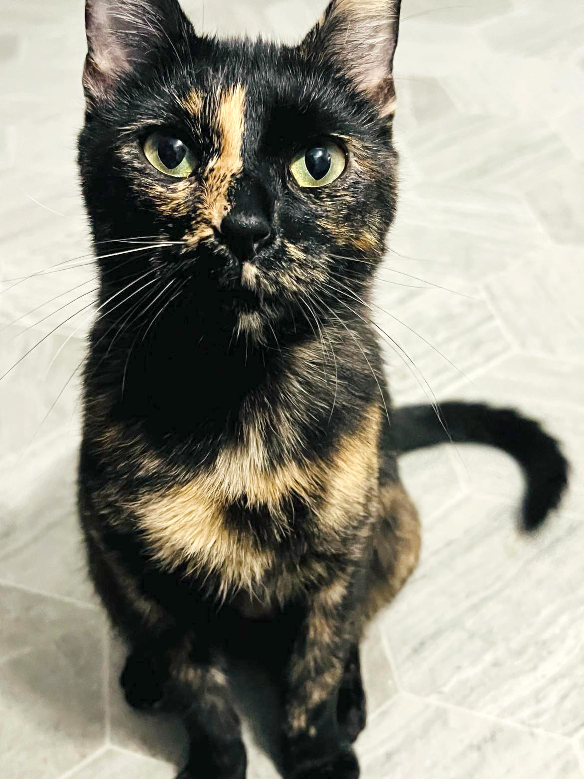 About this Cat: Fuji – part of the Camera Cats group — ADOPTED – The ...