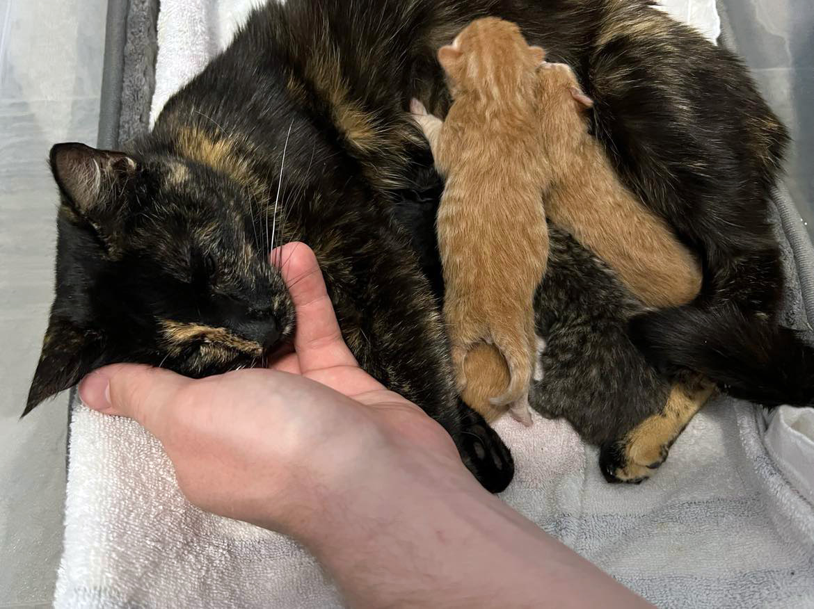 About this Cat: Fuji – part of the Camera Cats group — ADOPTED – The ...