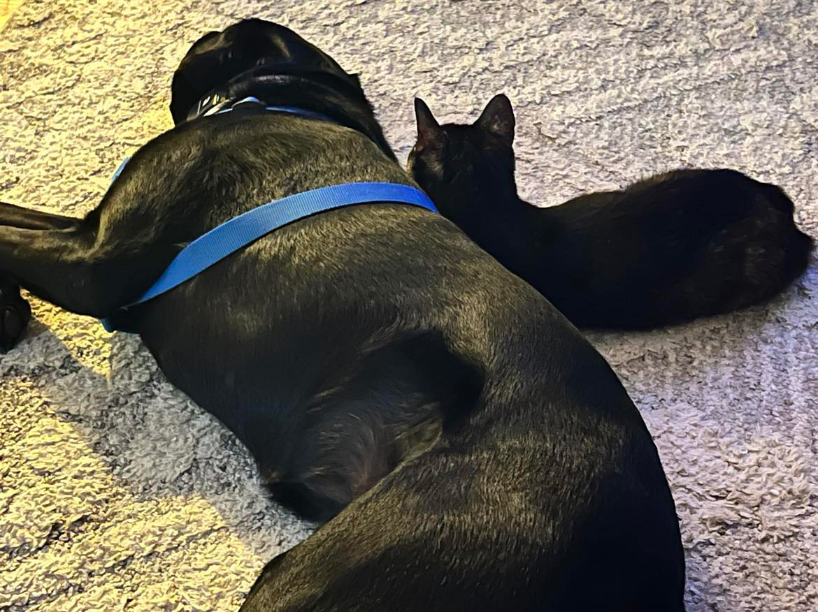 About this Cat: Fuji – part of the Camera Cats group — ADOPTED – The ...