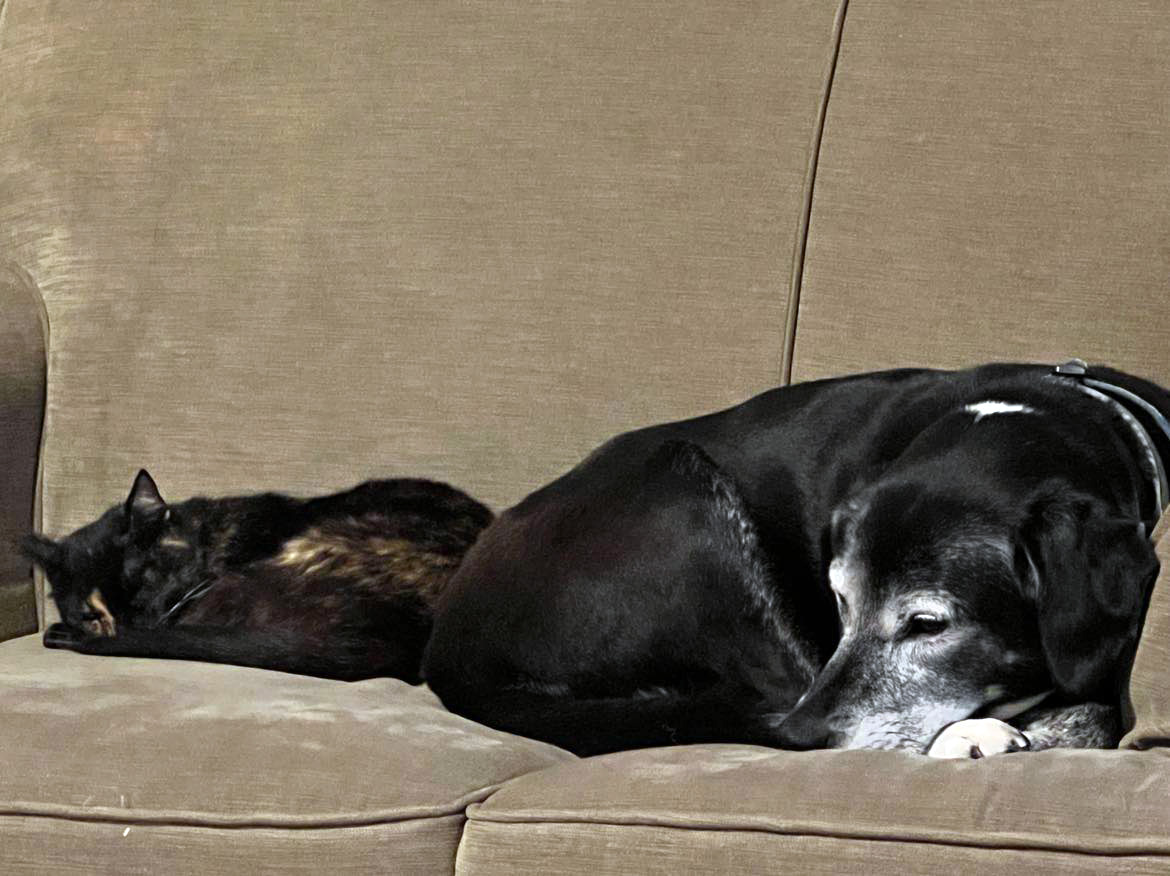 About this Cat: Fuji – part of the Camera Cats group — ADOPTED – The ...