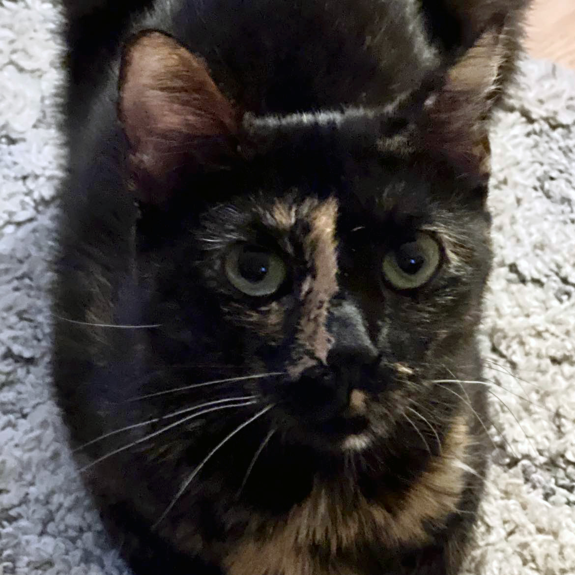 About this Cat: Fuji – part of the Camera Cats group — ADOPTED – The ...