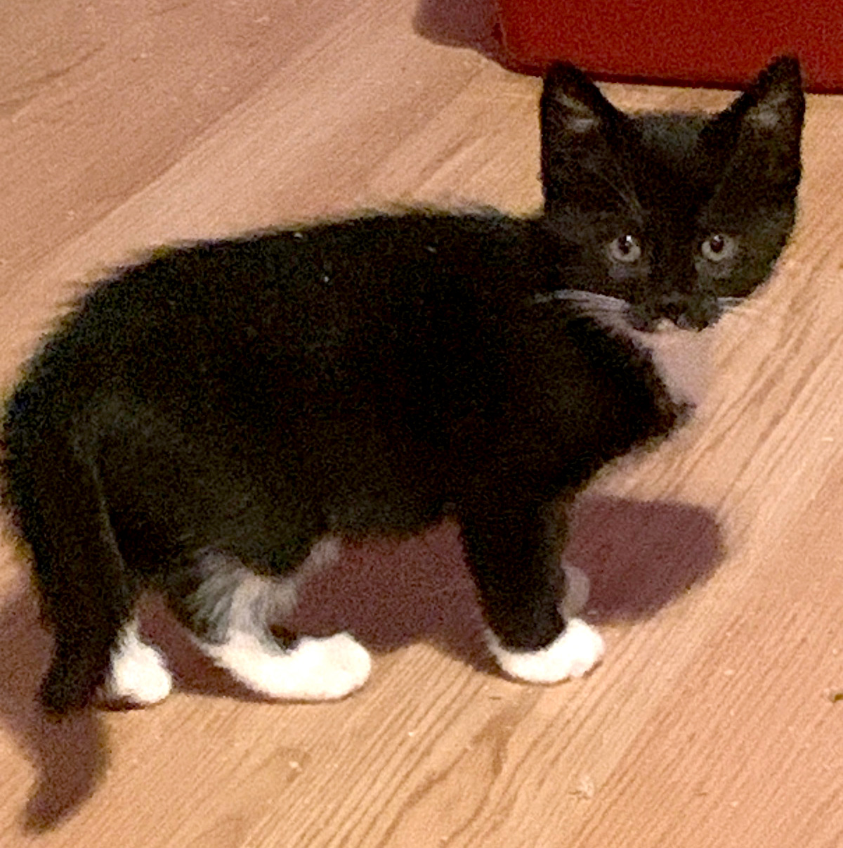 About this cat: Mica – Slate Group — ADOPTED WITH ZIRCON – The Feline ...