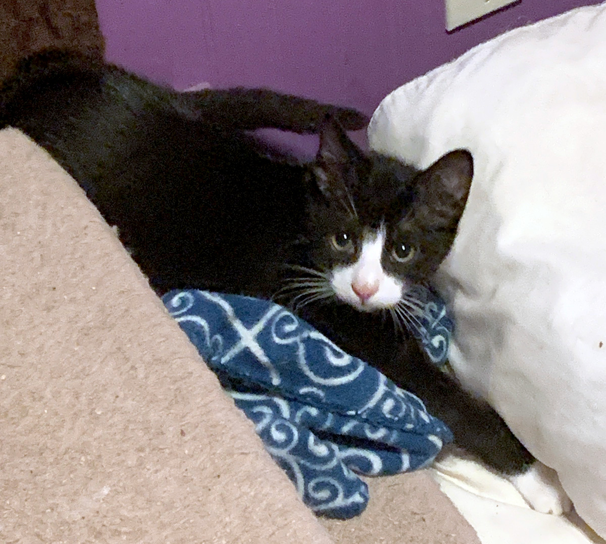 About this Cat: Zircon – Slate Group — ADOPTED WITH MICA – The Feline ...