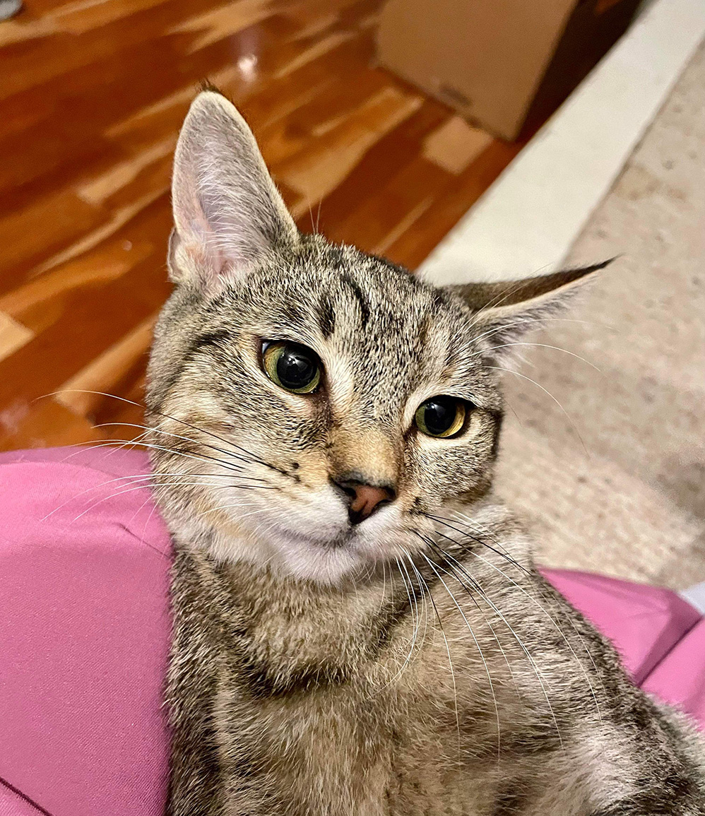 About this Cat: Becky Thatcher – a Library Cat — ADOPTED – The Feline ...