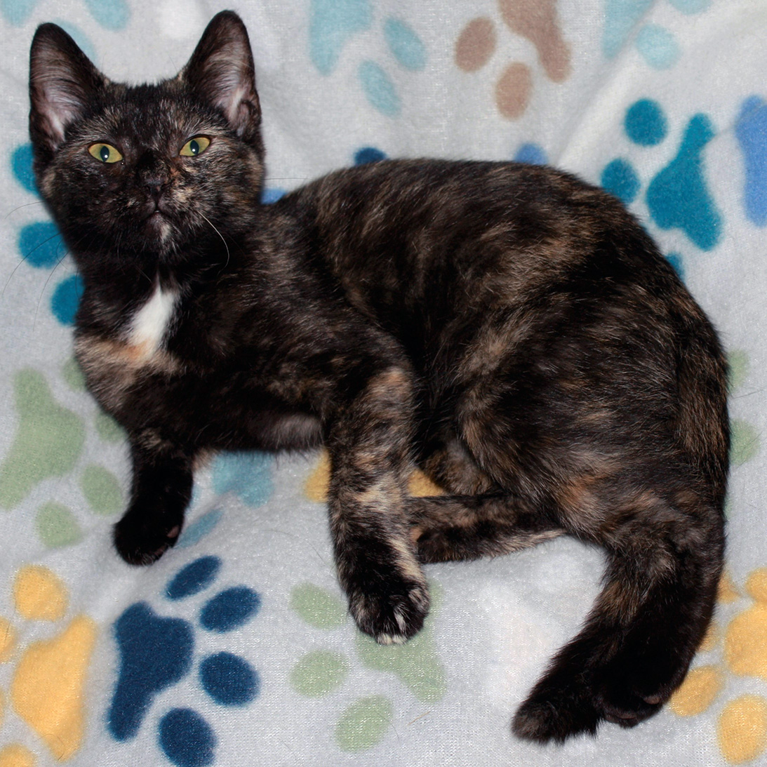 About this cat: Blueberry – The Feline Connection