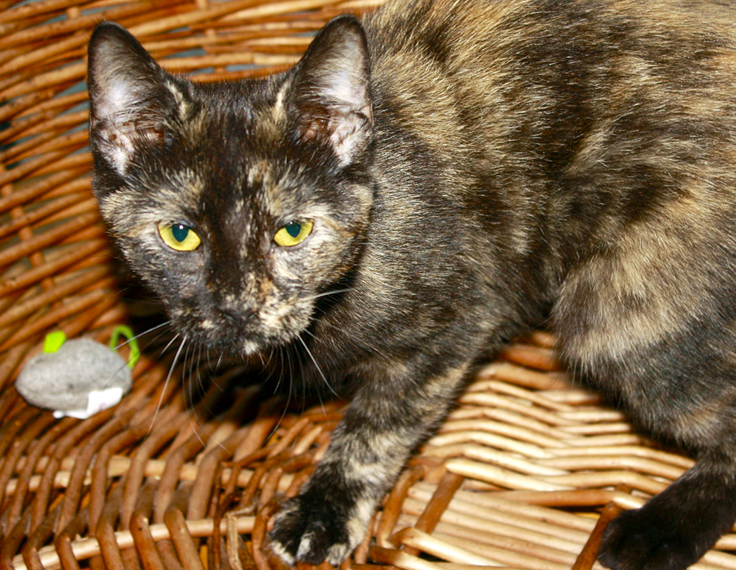 About this cat: Blueberry – The Feline Connection