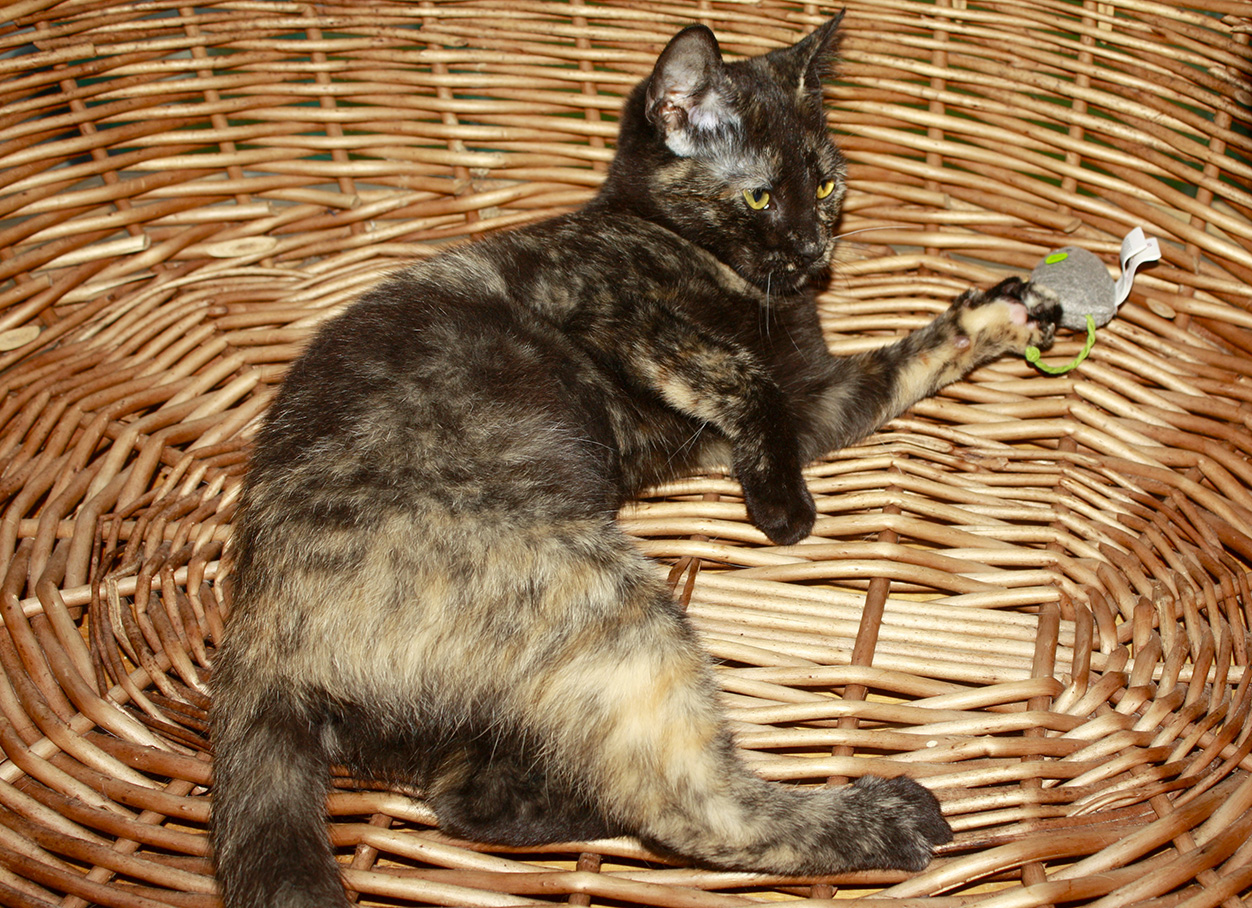 About this cat: Blueberry – The Feline Connection