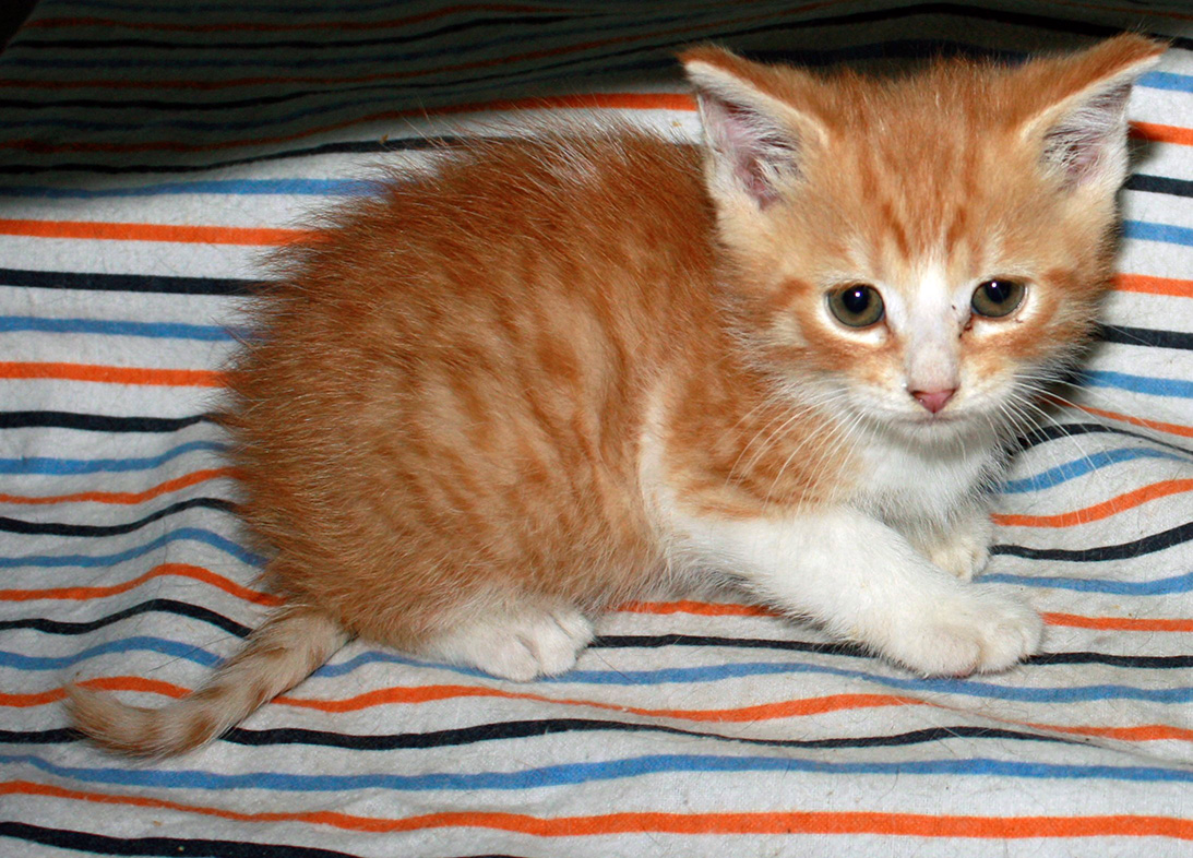 About this Cat: Clifford – a Muppets Cat — ADOPTED – The Feline Connection