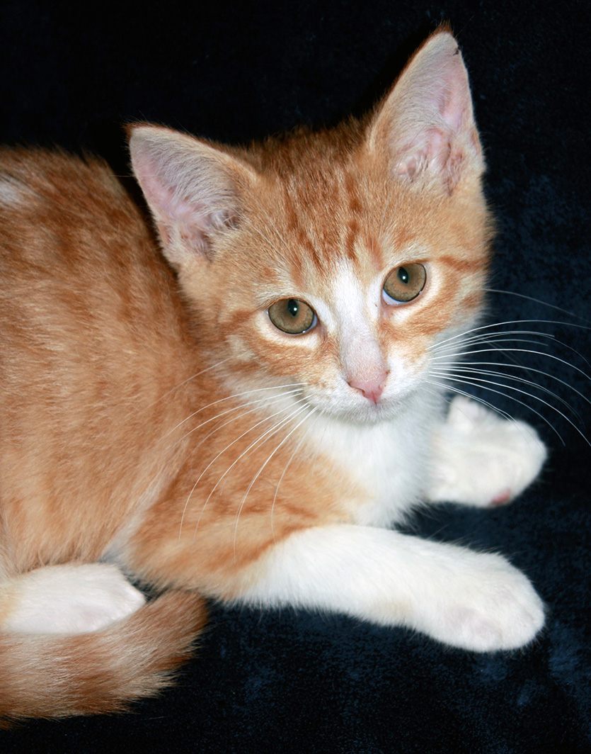 About this Cat: Clifford – a Muppets Cat — ADOPTED – The Feline Connection