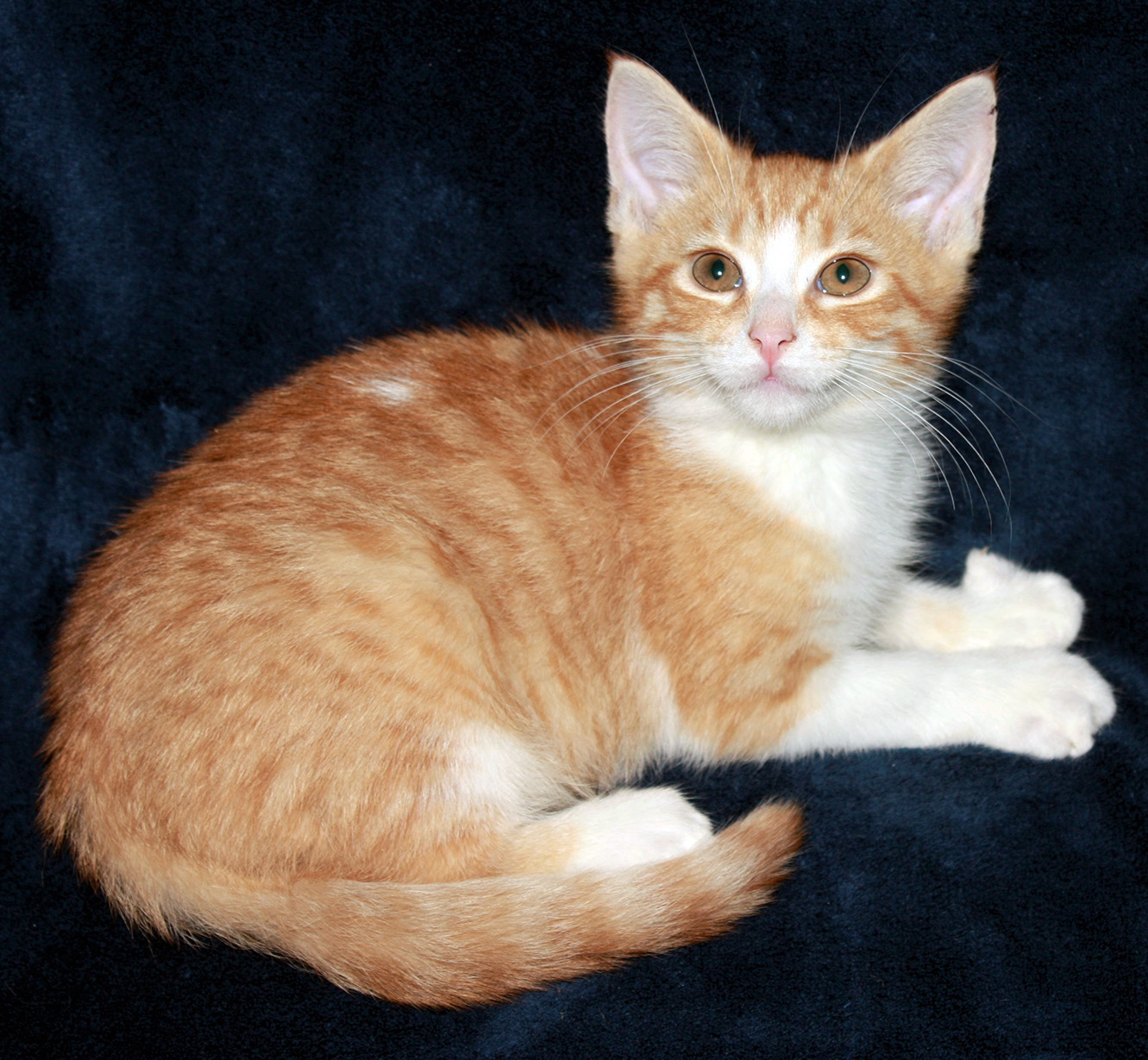 About this Cat: Clifford – a Muppets Cat — ADOPTED – The Feline Connection