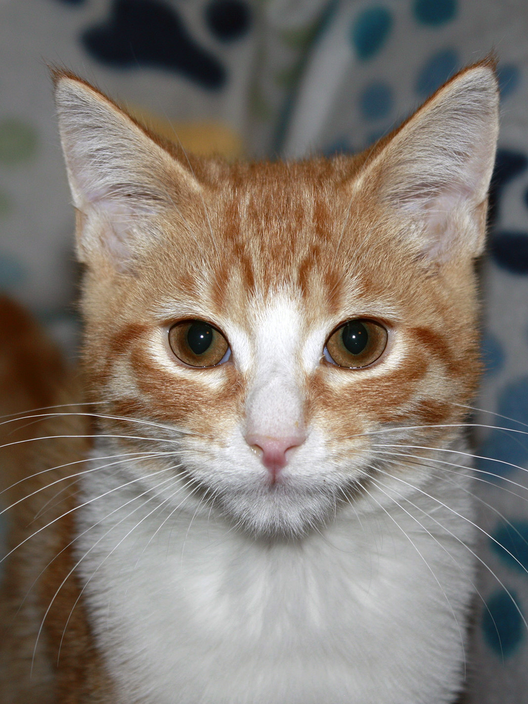 About this Cat: Clifford – a Muppets Cat — ADOPTED – The Feline Connection